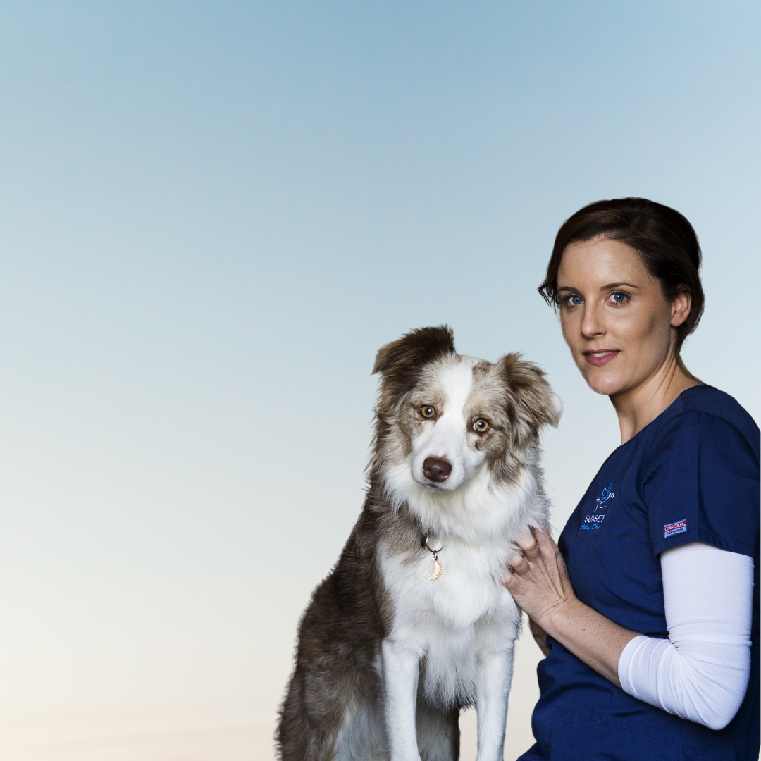 Supporting Humans Through Grief: The Role Of Pet Palliative Care ...